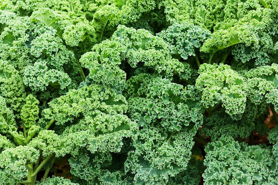 Los beneficios del Kale directamente en tu piel gracias a Nourish London